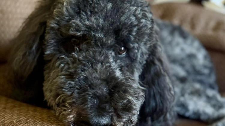 This metro Atlanta therapy dog is up for a national hero dog award ...