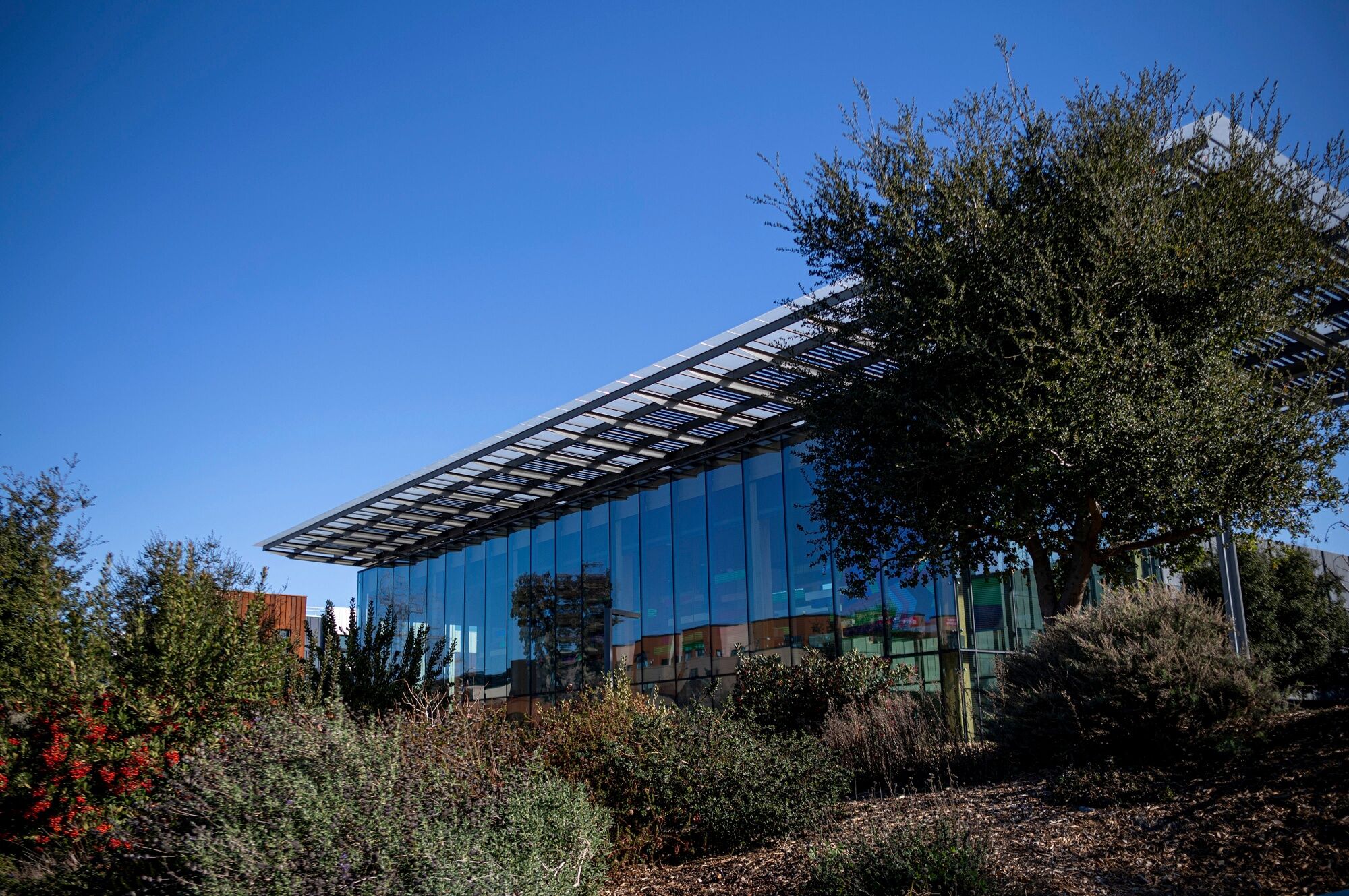 Indian Microsoft Software Engineer Dies on Silicon Valley Campus at 35 ...