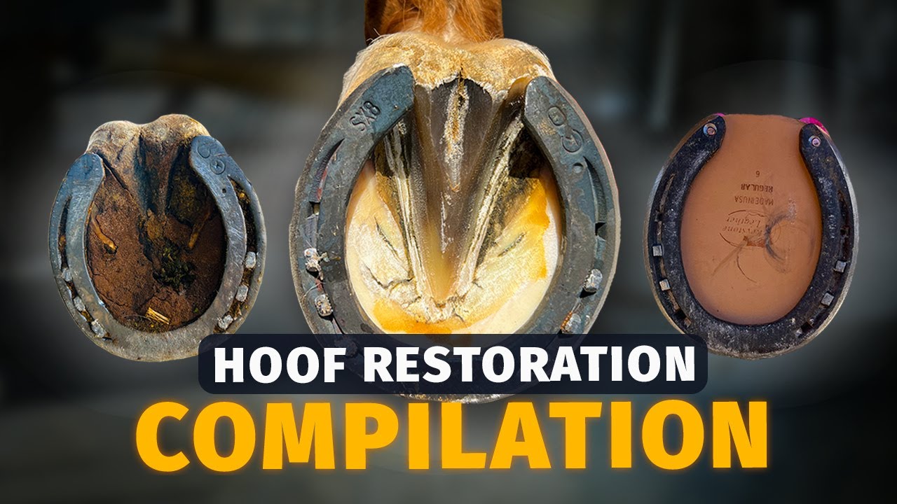 Satisfying horse hoof restoration - compilation 🐴