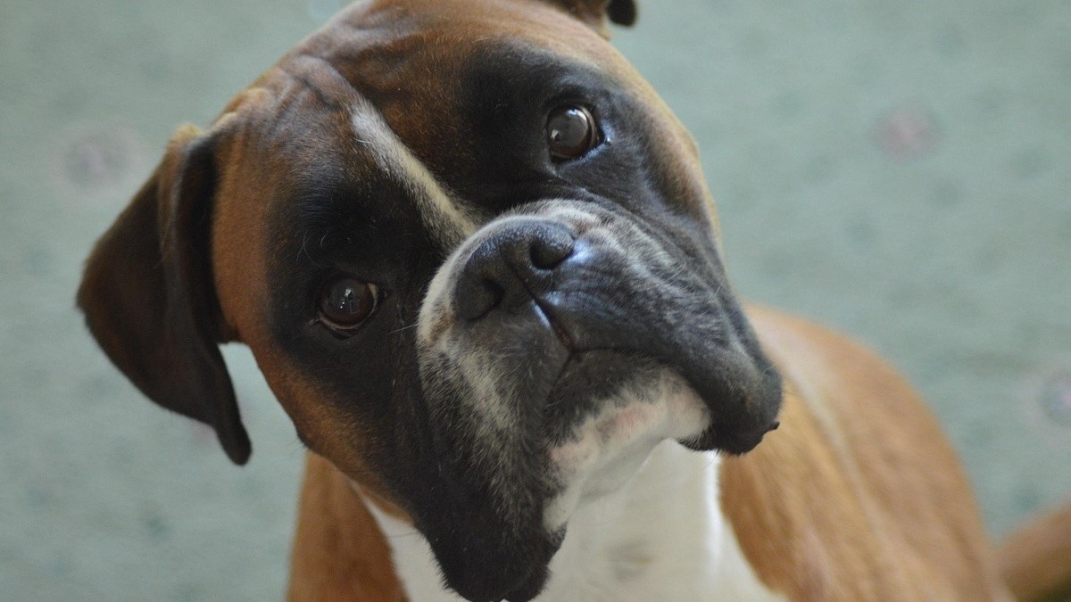 15 best dog breeds to adopt, according to veterinarians