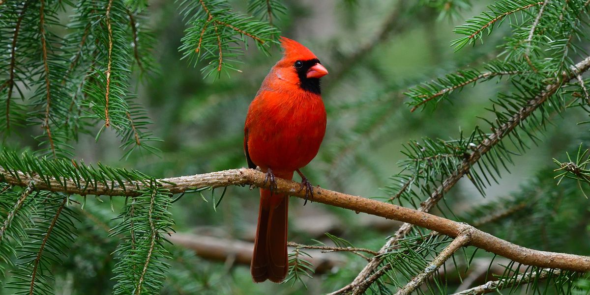 What It Means When You See a Cardinal