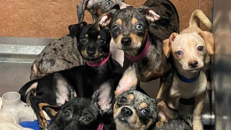 Over 100 dogs rescued from Washington home in 'historic' operation