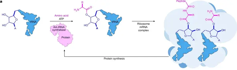 RNA-engineered proteins may explain the birth of life on Earth
