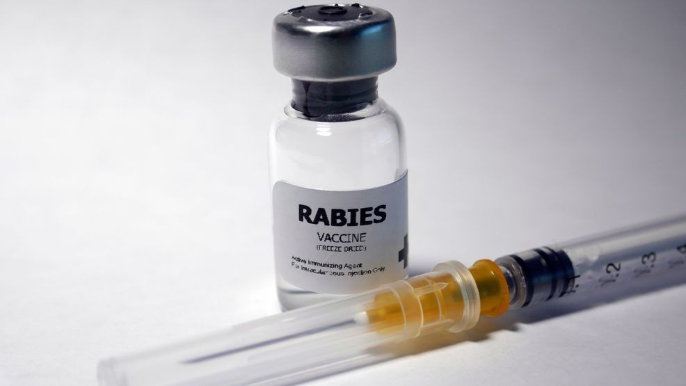 Rabies case confirmed in Bulverde: Comal County reaches 18 incidents ...