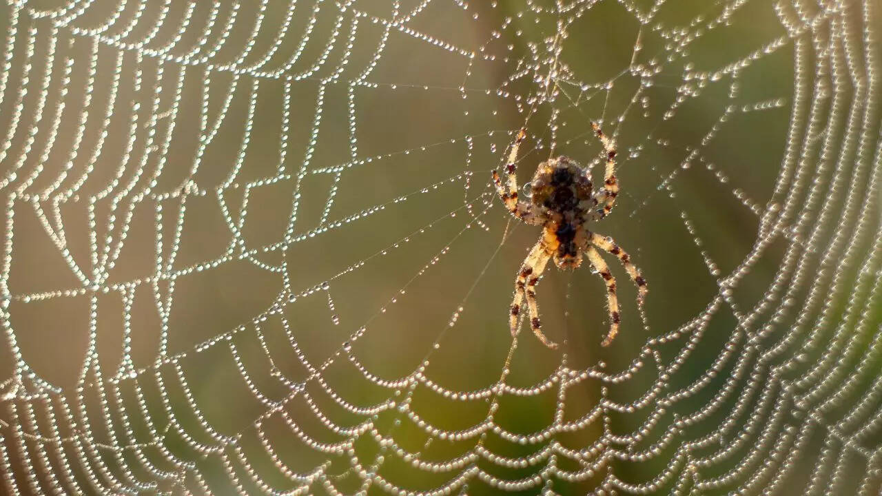 Keep spiders out for good: The pantry secret that doubles as a sweet ...