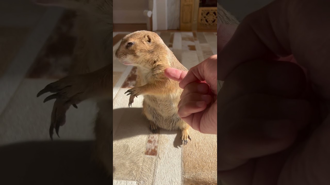 Prairie dog holds hands with her owner
