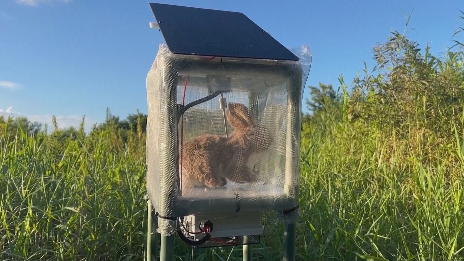 Robotic rabbits combat Florida's invasive pythons