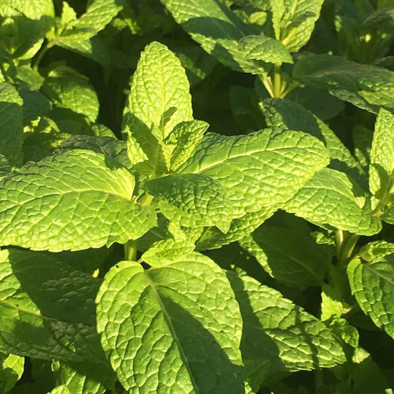 Is mint the secret to a pest-free garden? Here’s what the experts say
