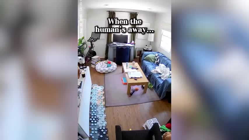 Dog Gets Alexa To Play Music