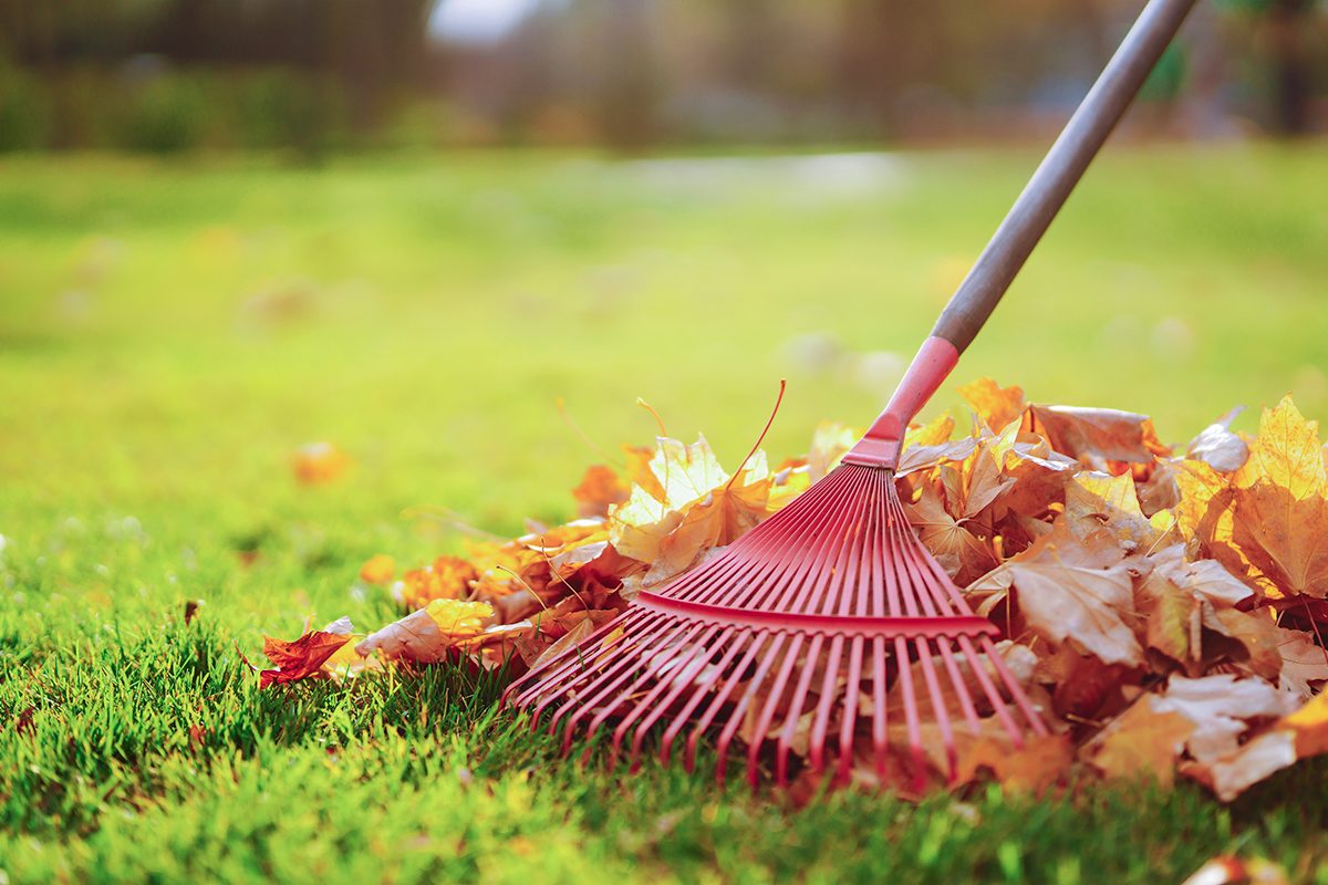 Why It’s Time to Stop Raking Your Leaves This Fall