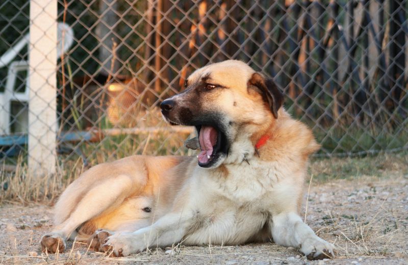 10 Dog Breeds That Are Strong Enough To Face A Wolf