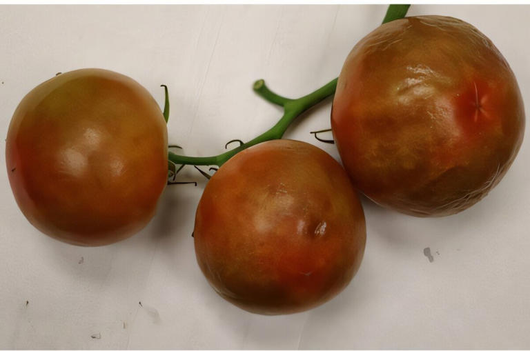 A tomato line ripe for the picking: Researchers identify 30-year-old ...
