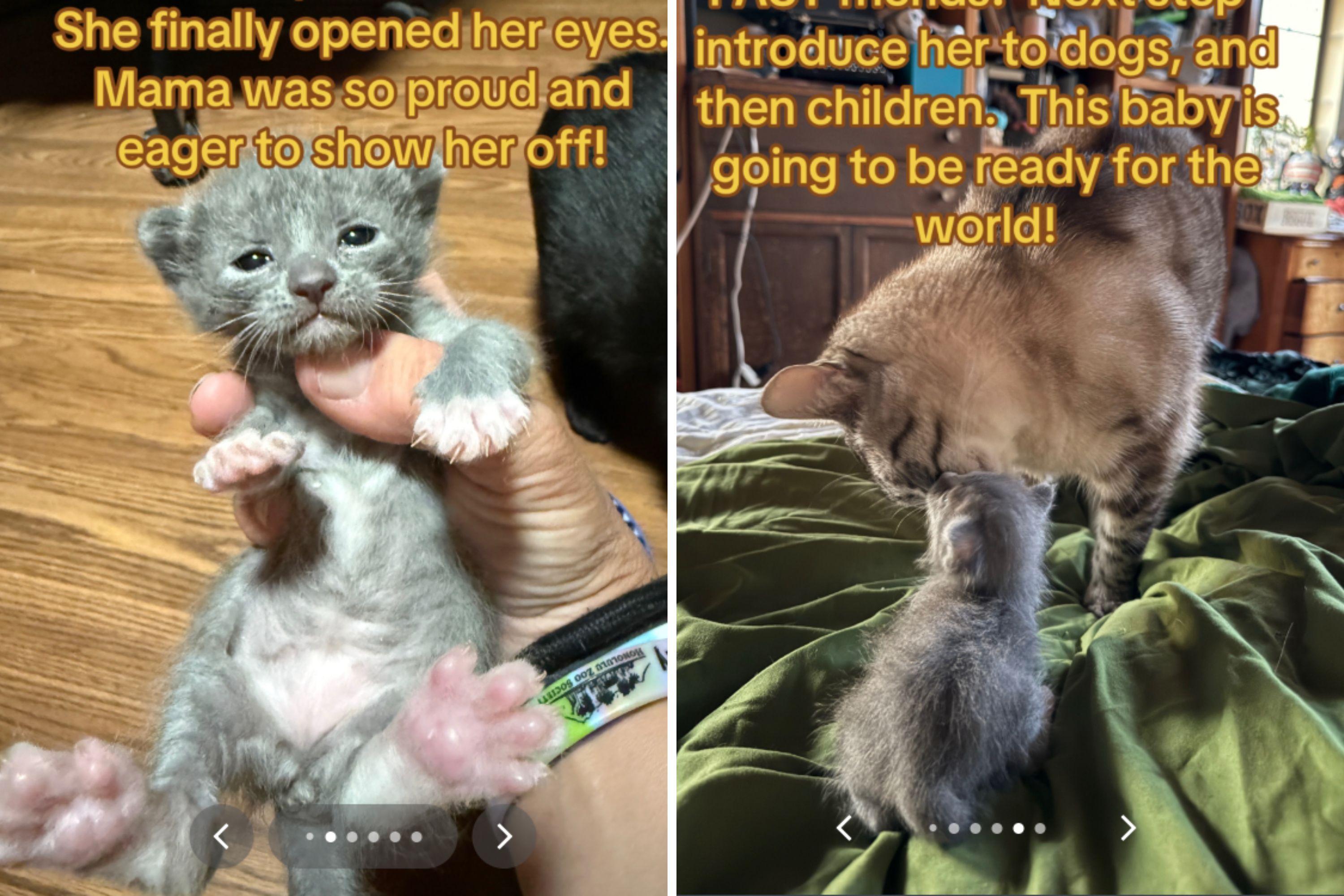 Cat has stillborn after 24-hr labor—Then they get call about orphan kitten