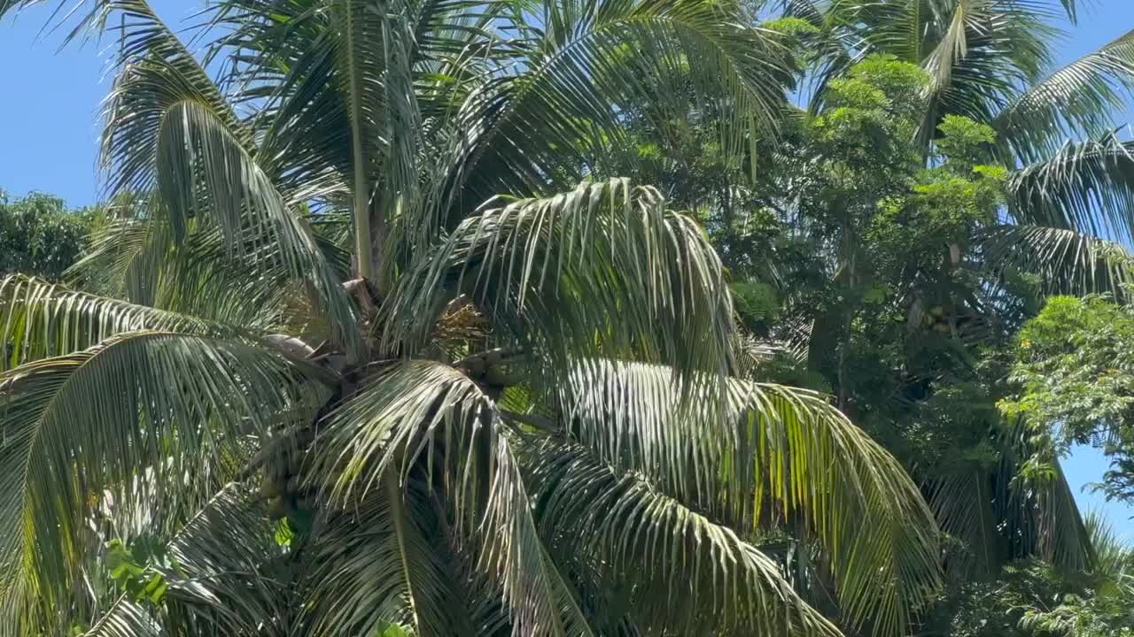 Palm bronzing disease threatens Florida's iconic trees