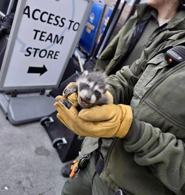 Sports Arena Staff Find A Baby Animal Stuck In Wall — Then Realize ...