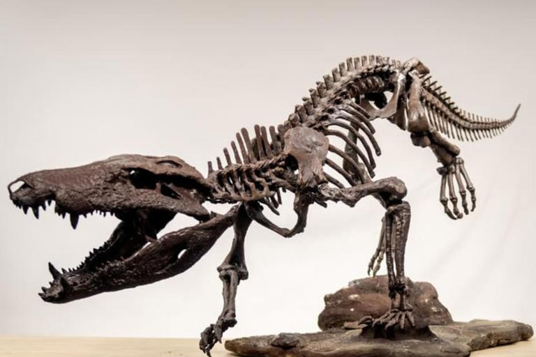 Meet Kostensuchus Atrox, a land-stalking crocodile cousin from late ...