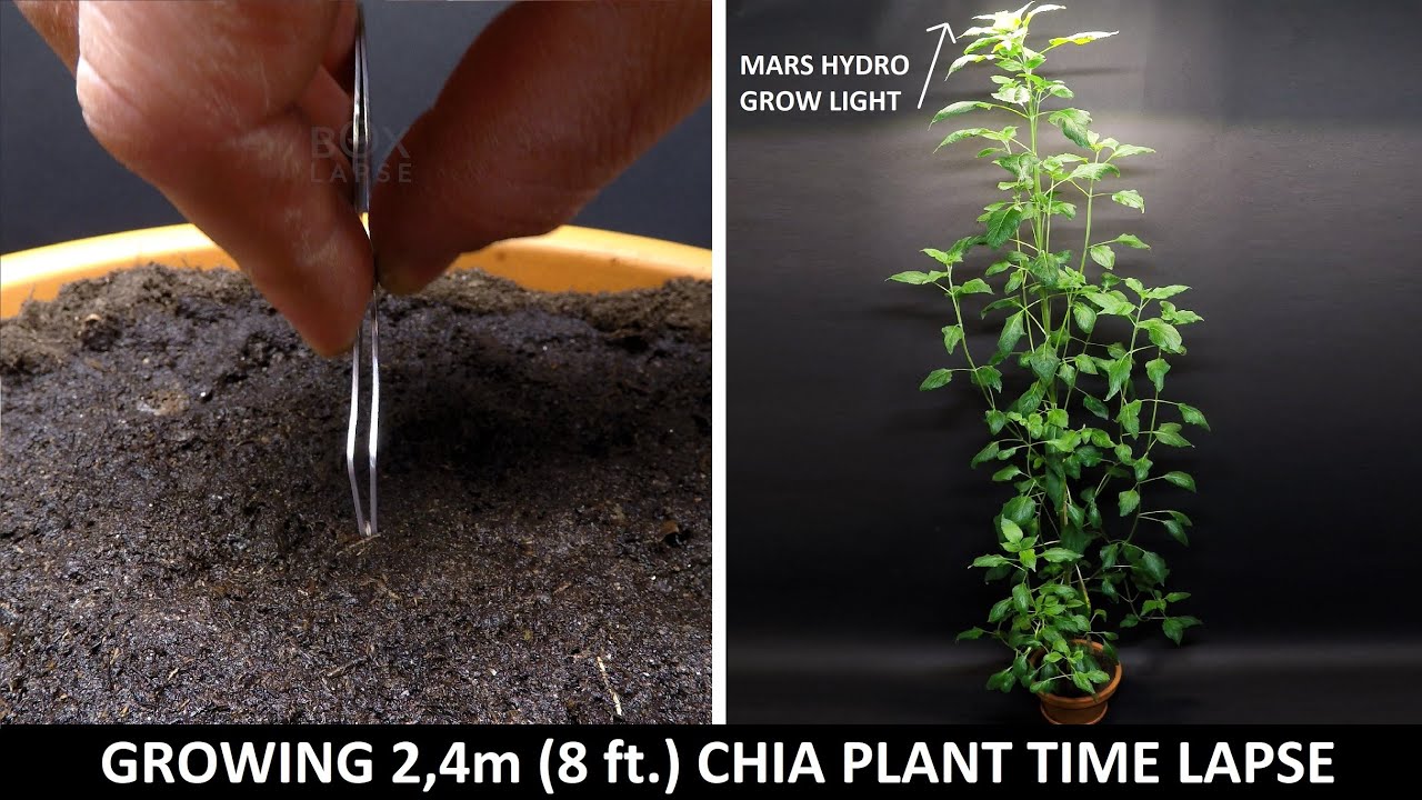 Chia plant growth time-lapse – 101 days under Mars Hydro light