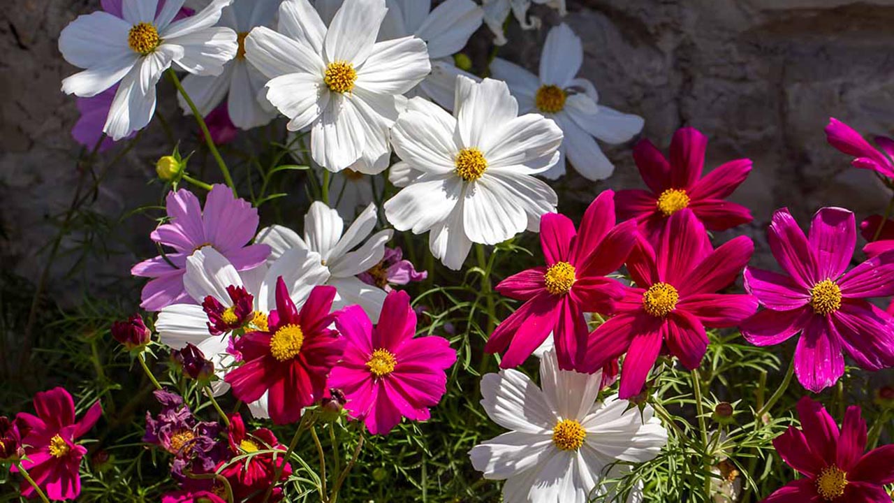 8 Signs That Your Cosmos Flowers Need Pruning