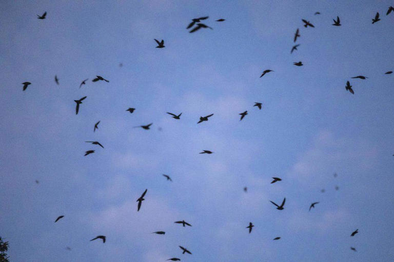 Cool weather in NC drives bird migration. Here are the kinds you might see