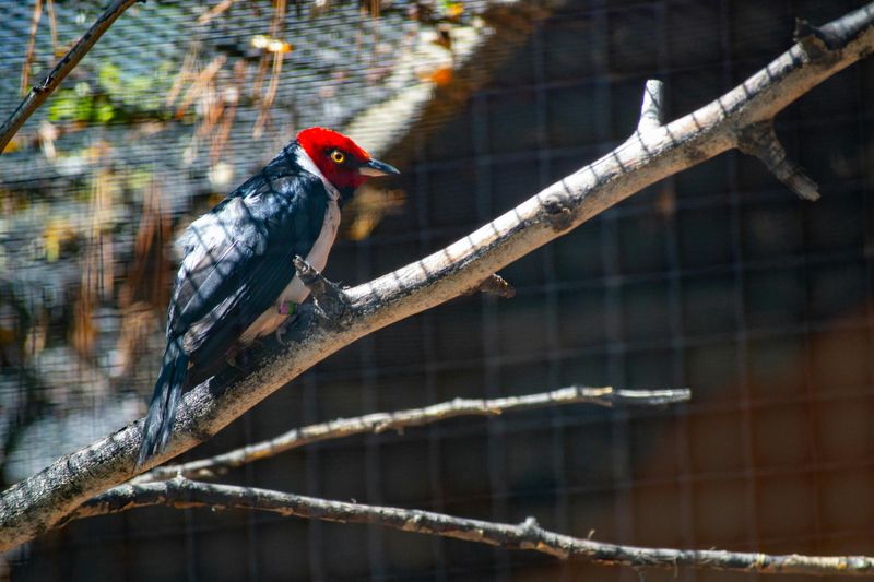 Birds So Rare Most People Will Never See In The Wild