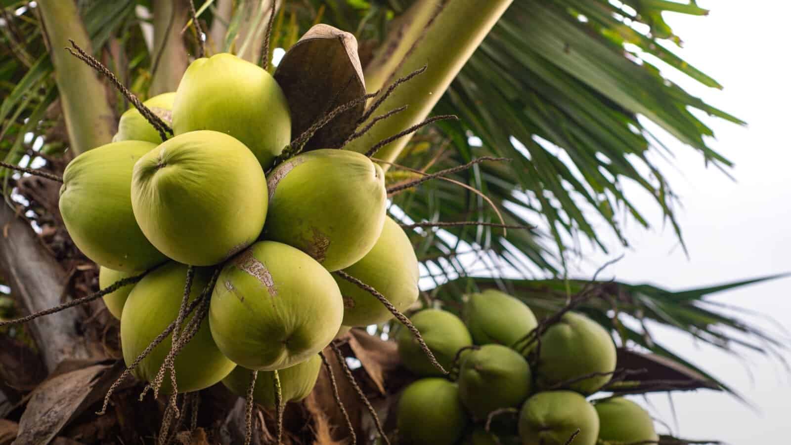 How coconuts changed the world & saved lives. Ten fun facts to know