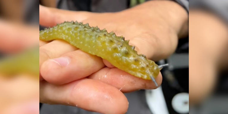 Wildlife Photographer Does A Double Take When He Encounters 'Moving Pickle'