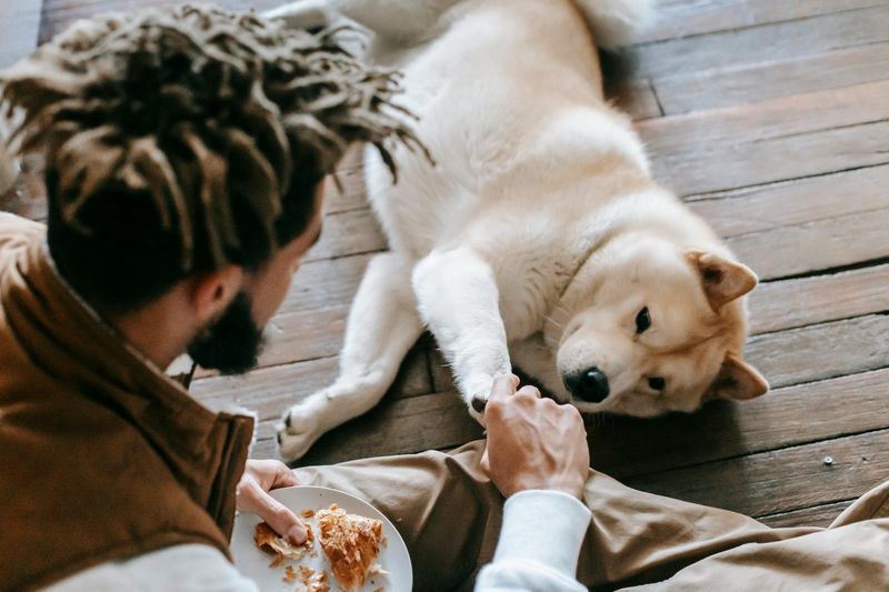 12 Subtle Signs It Might Be Time To Put Down Your Dog
