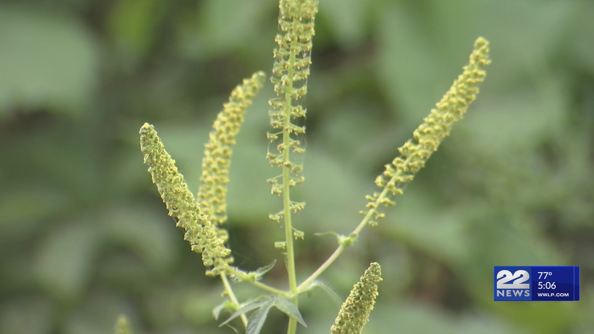 Massachusetts allergy season has shifted to weed pollen