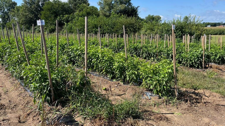 New Indiana program brings local food to local plates