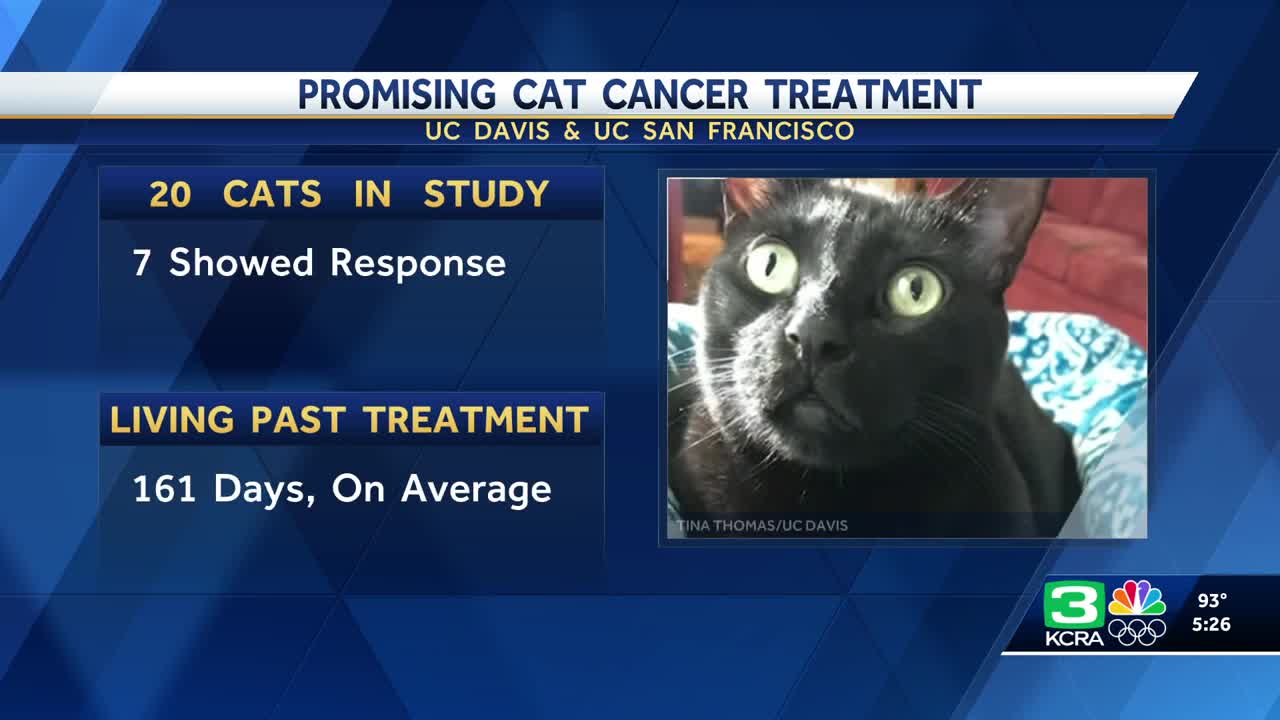 Cancer drug trial for cats shows potential for human treatment