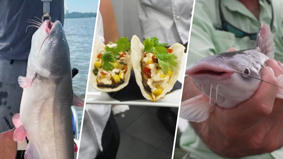 As aggressive catfish threaten the Chesapeake Bay, Maryland says take a ...