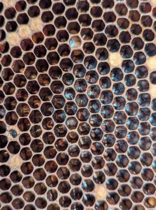 ‘It was something to see’: 40K bees, gallons of honey removed from home