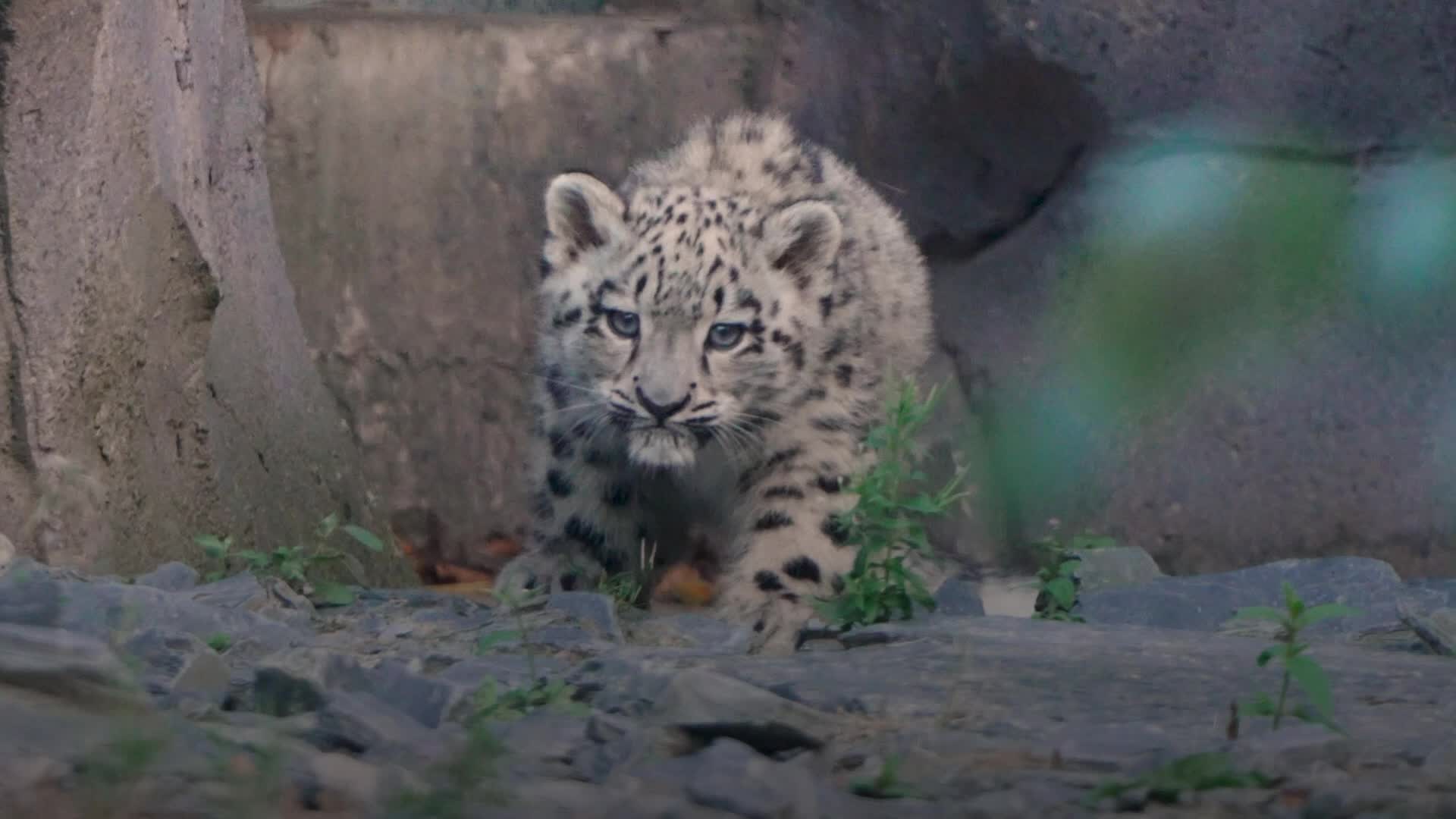 First snow leopard cub to be born at Chester Zoo in its history takes ...