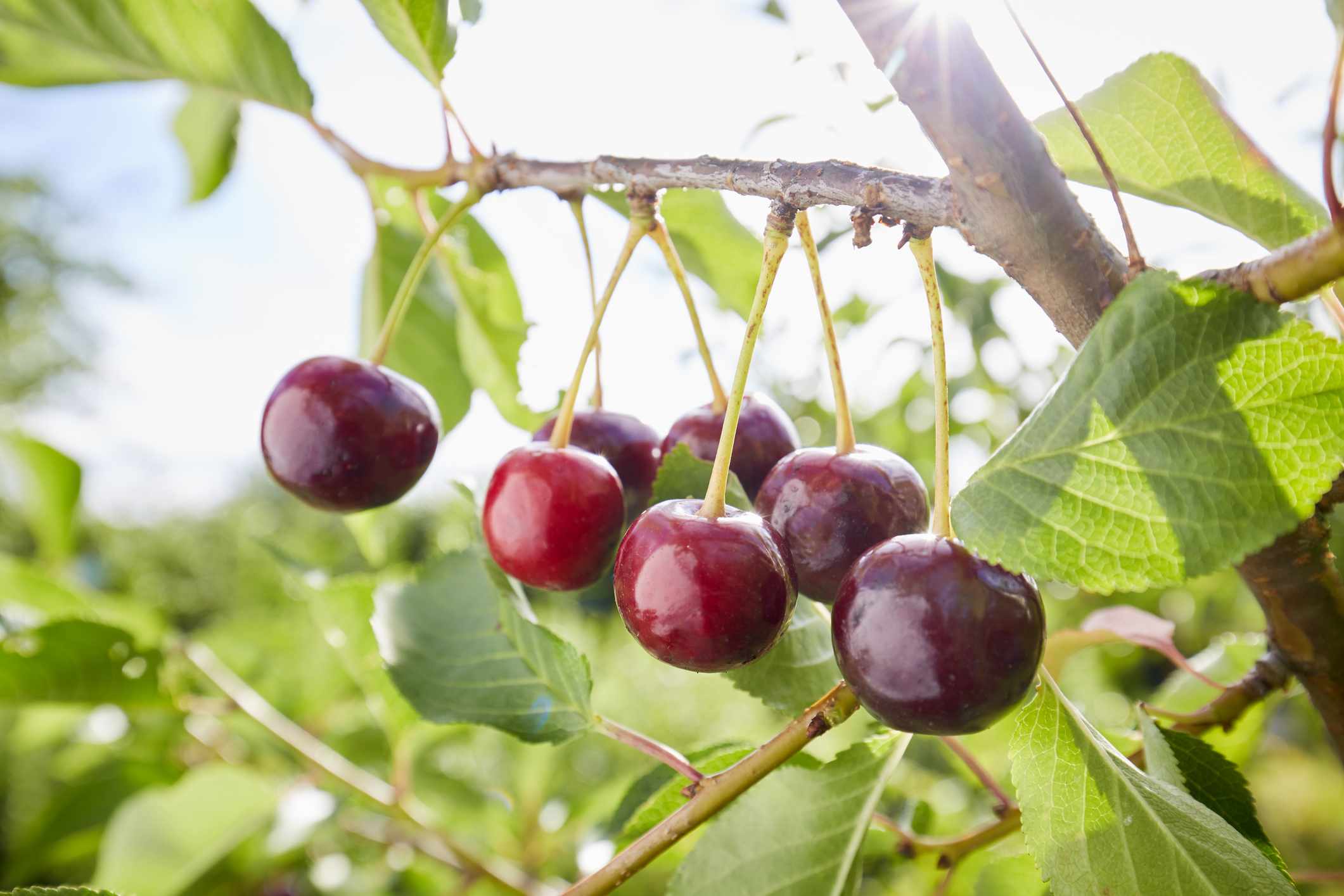 How To Grow A Cherry Tree For A Delicious At-Home Harvest