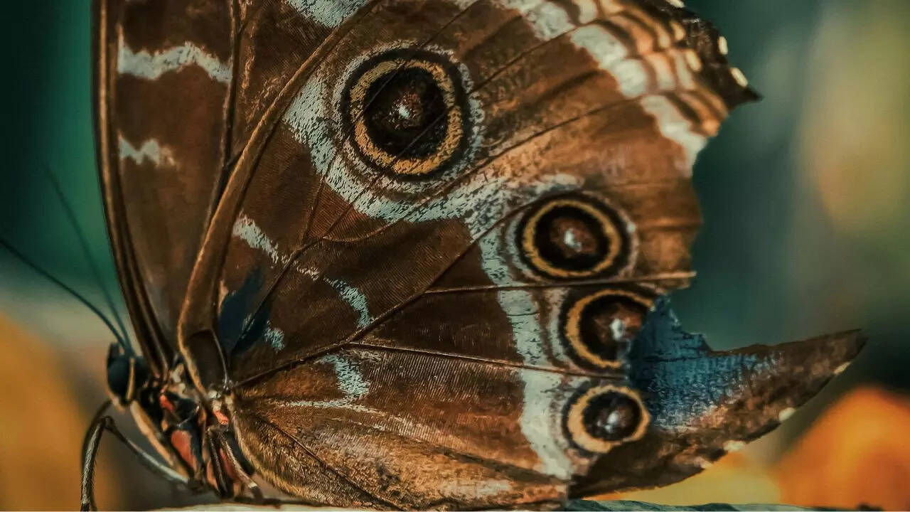 Medical conditions named after mythical creatures