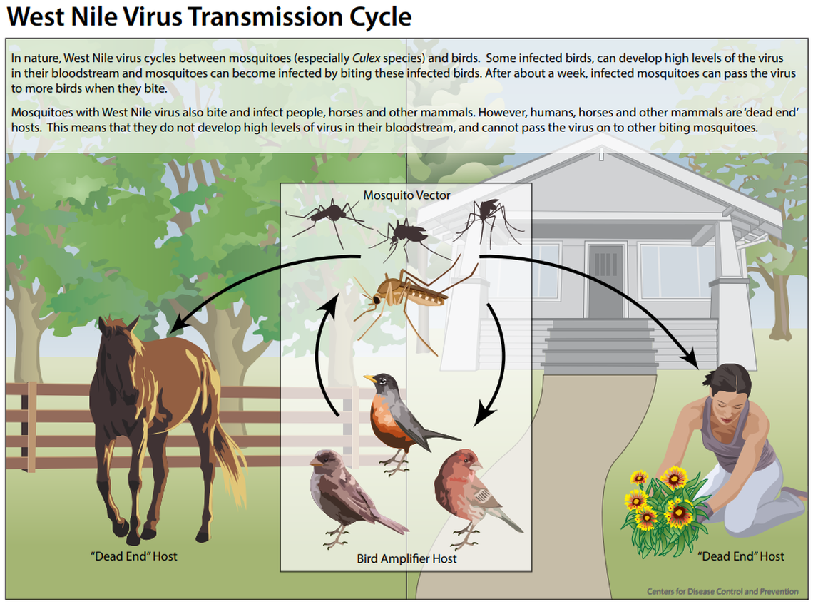 Dead birds in Benton County. 1st West Nile virus in WA in 2026