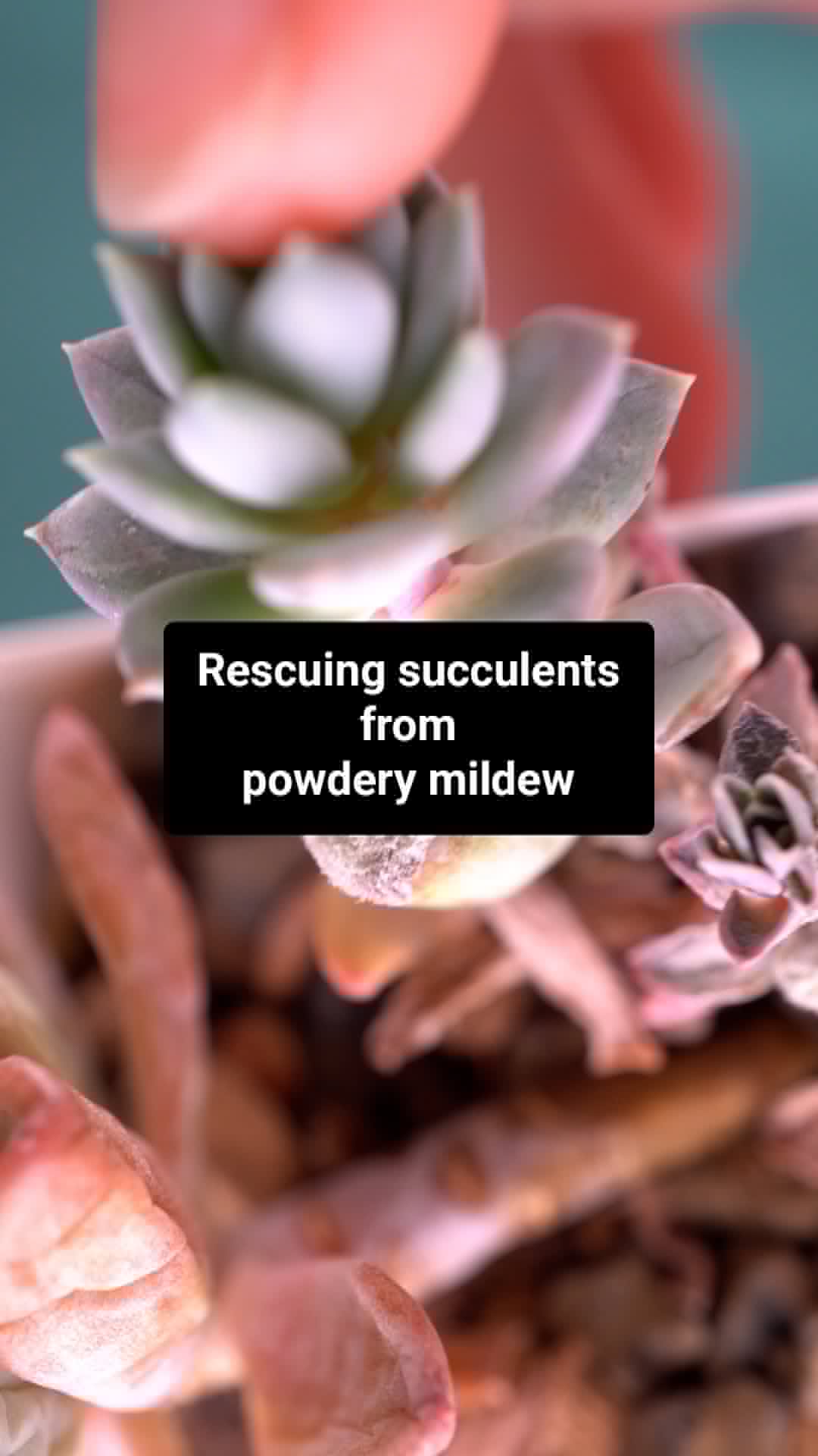 All About Succulents; Stories of Sunlight, Roots, and Quiet Growth