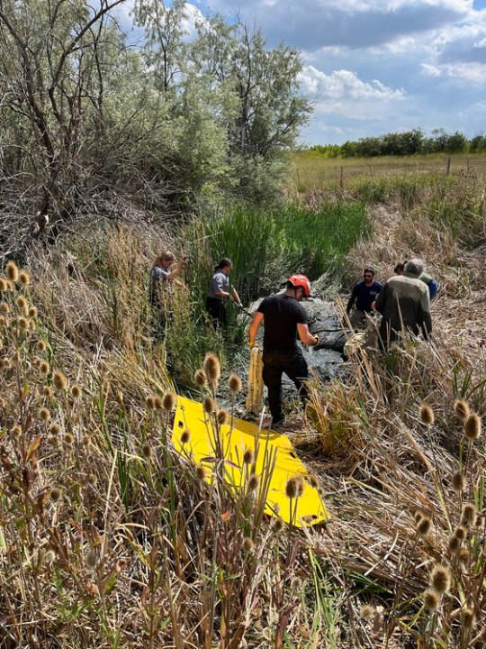 Crews rescue 26-year-old mare from mud pit in rural Boulder County