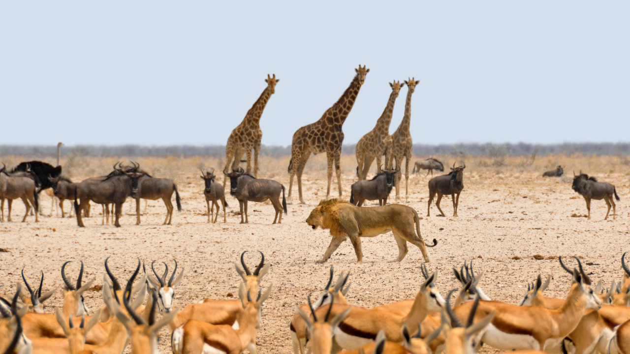 10 animals that stay up all night