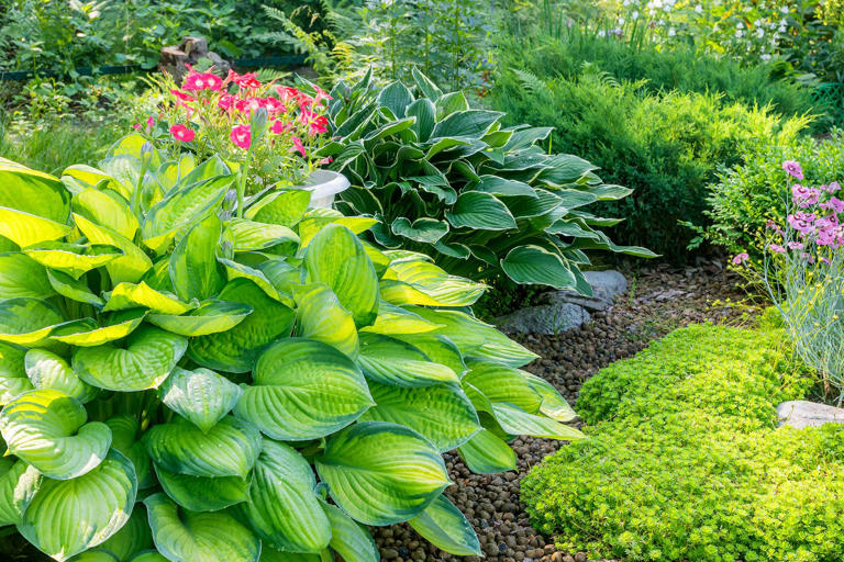 5 places you should never plant hostas—and where they will thrive instead
