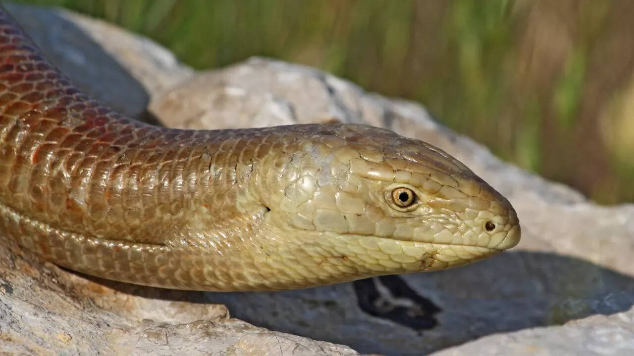 5 fascinating creatures that could easily be mistaken for snakes