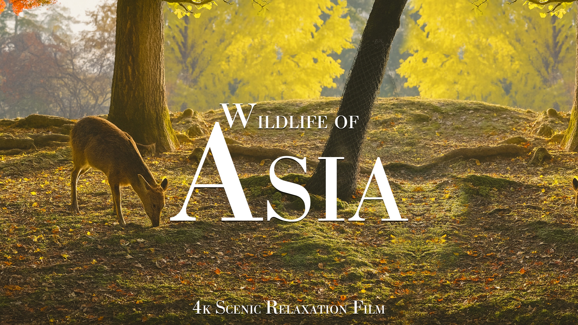 A Journey Through Primates of Asia and Wildlife of Japan – Captured in 4K