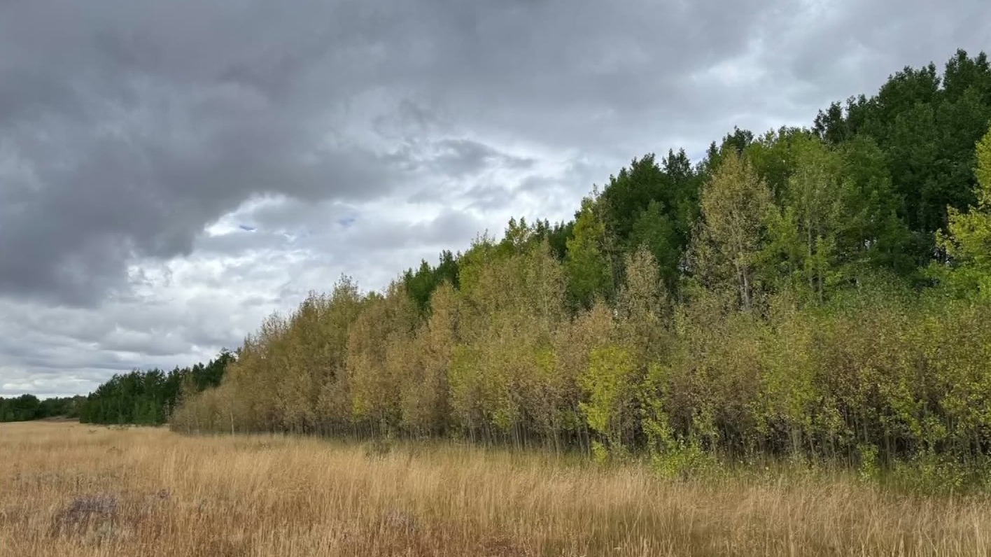 Forest entomologist says Colorado's current drought conditions could ...
