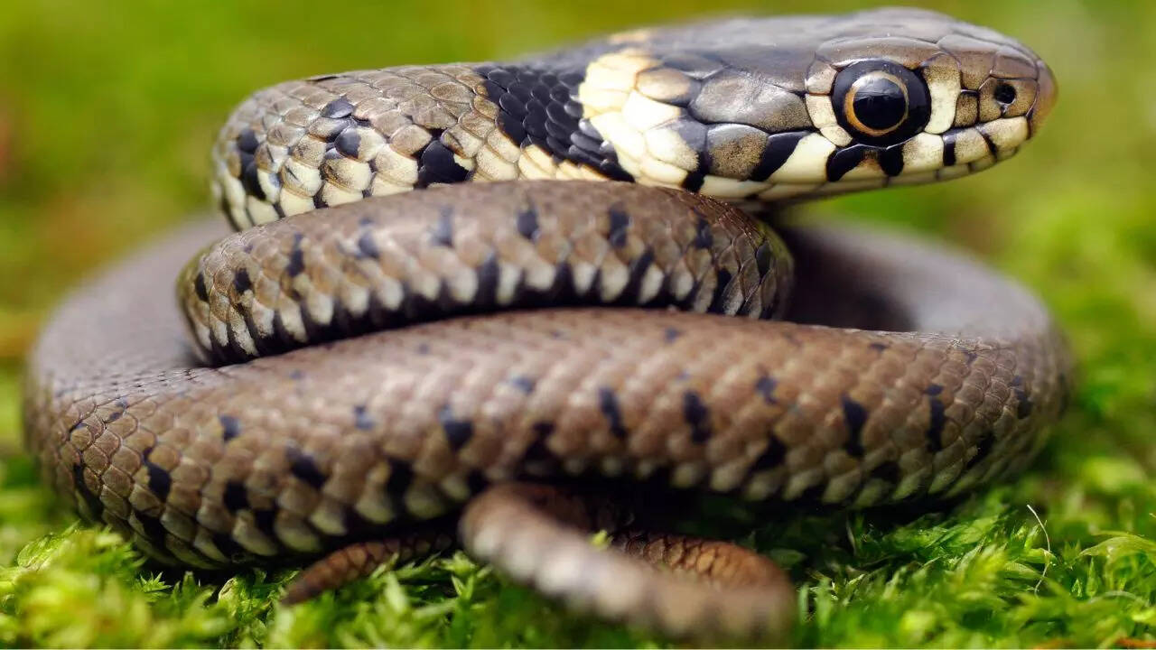 5 fascinating creatures that could easily be mistaken for snakes