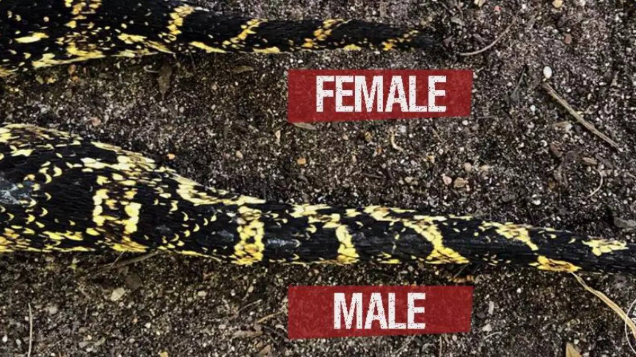 How to recognise difference between male and female snakes: Tail length ...