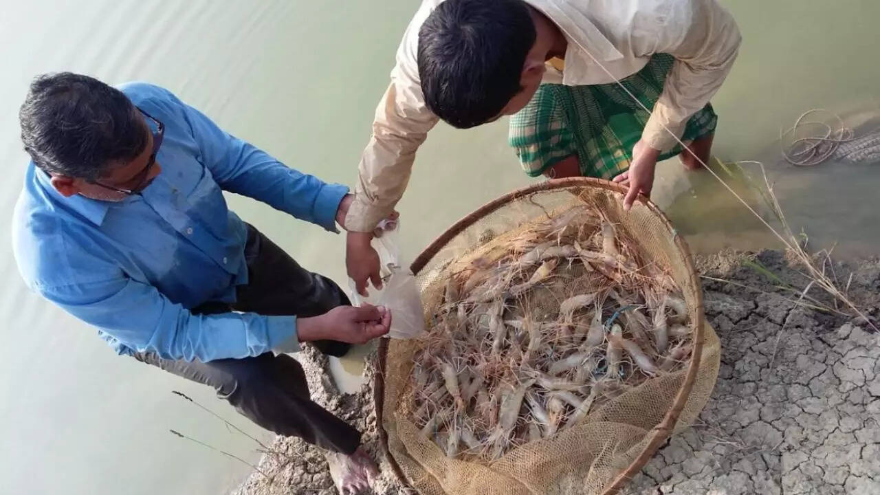 US tariffs leave Bengal exporters struggling with stalled shipments and ...