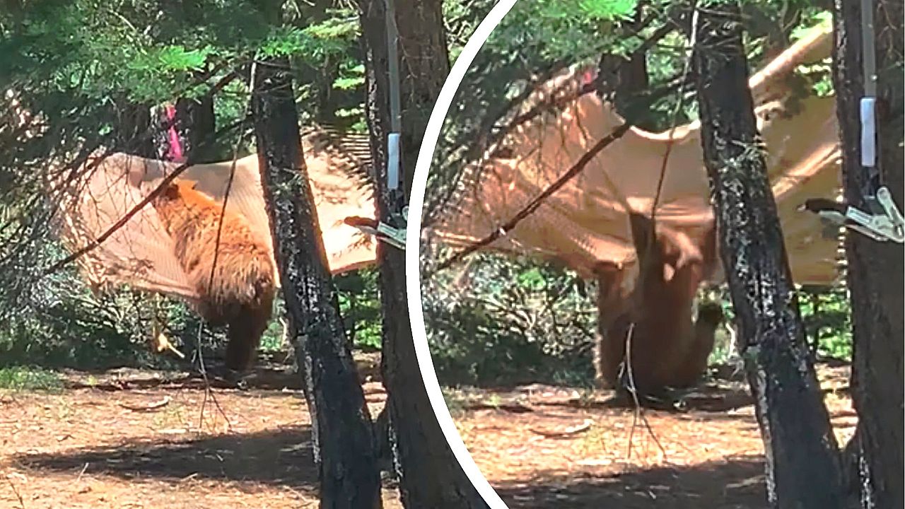 Sleepy bear hilariously battles hammock in Lake Tahoe backyard