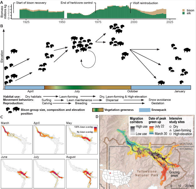 Bison eradication stripped western grasslands of nutrients, Yellowstone ...