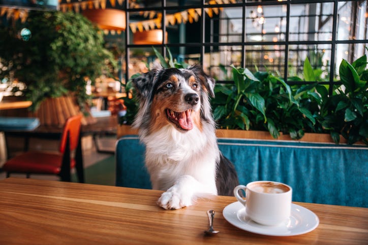 Everything you need to know about dog dining