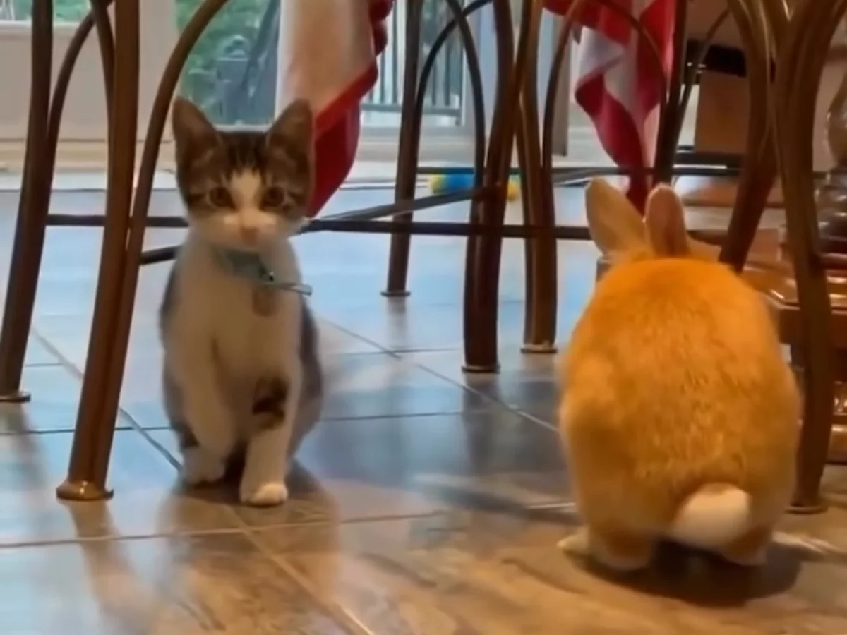 Gato imita pulos de coelho e cena fofa viraliza nas redes sociais